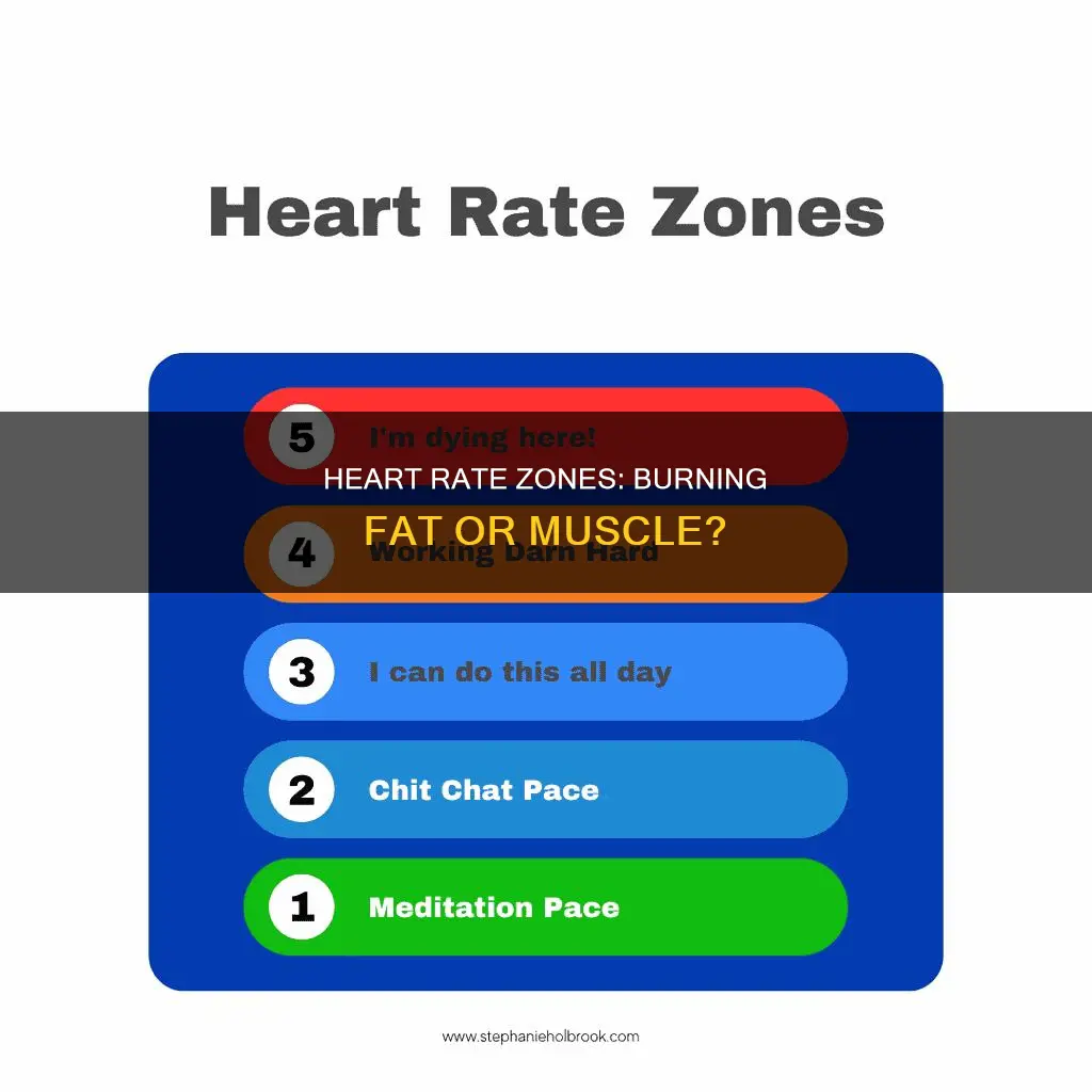 Heart Rate Zones: Burning Fat Or Muscle? | CyVigor