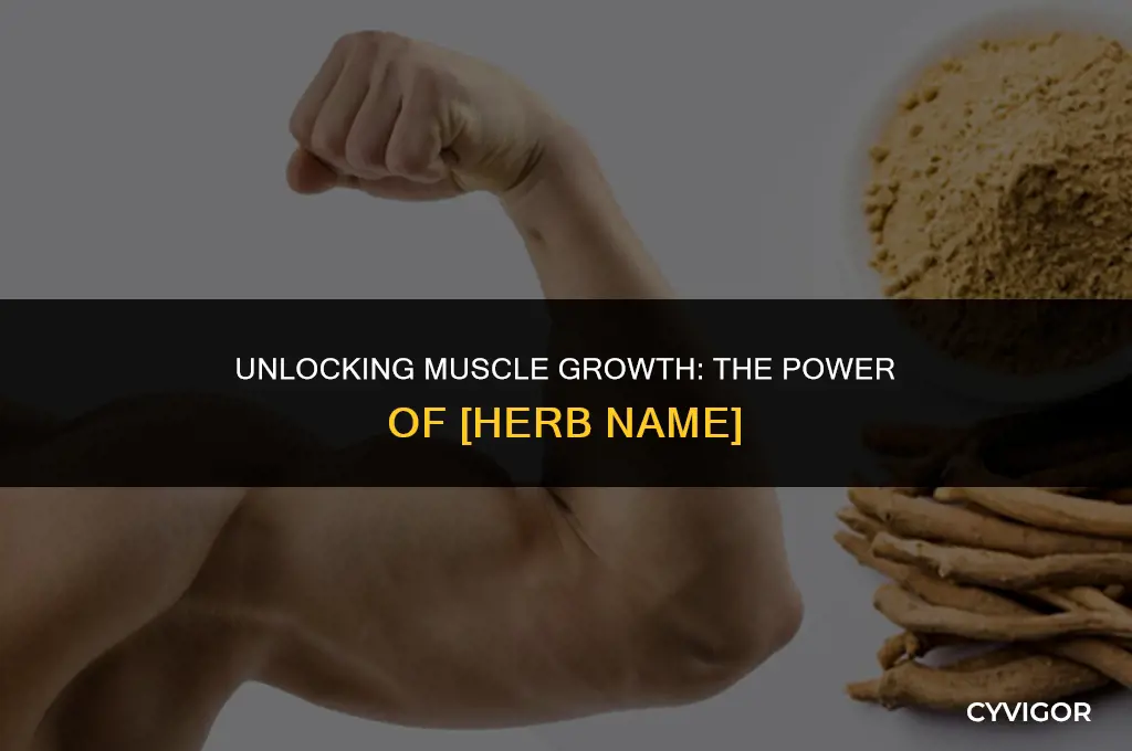 Unlocking Muscle Growth: The Power Of [Herb Name] | CyVigor