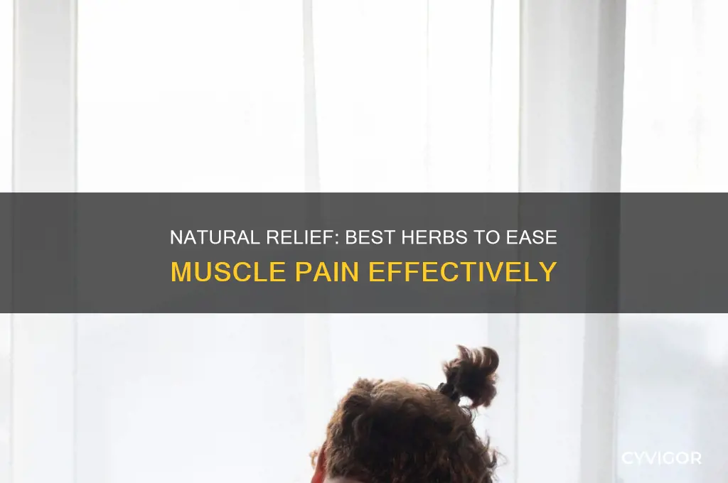 Natural Relief: Best Herbs To Ease Muscle Pain Effectively | CyVigor