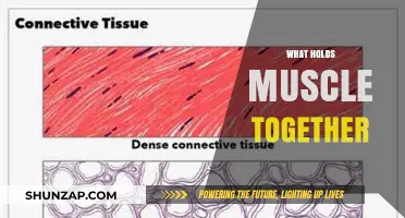 How Muscles And Bones Connect And Work Together | CyVigor