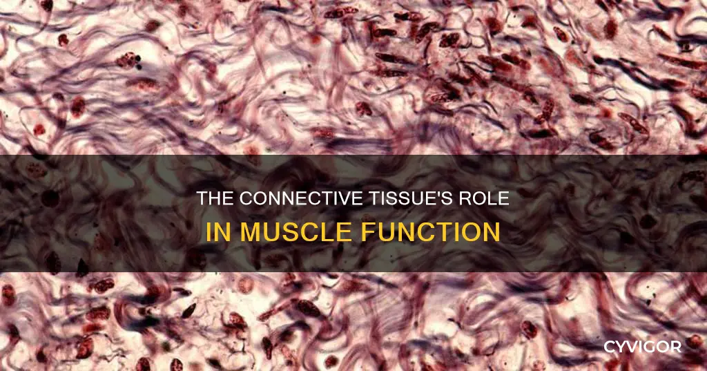 The Connective Tissue's Role In Muscle Function | CyVigor