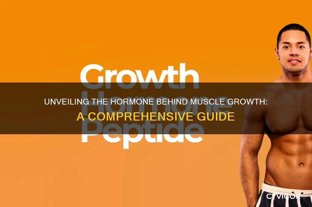 Unveiling The Hormone Behind Muscle Growth: A Comprehensive Guide | CyVigor