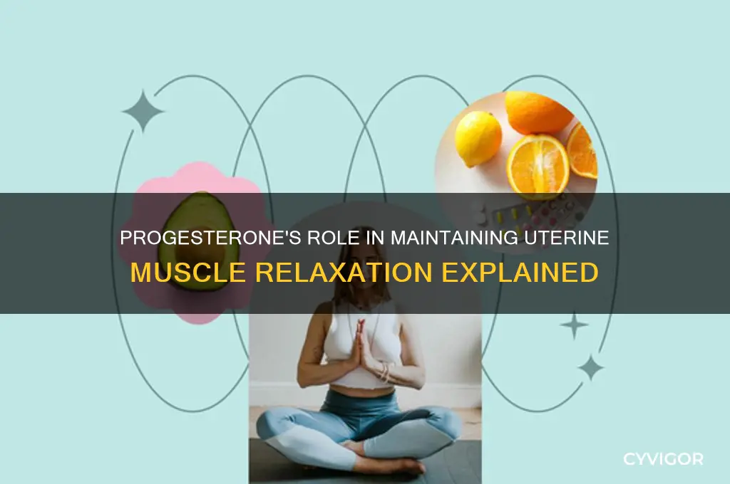 Progesterone's Role In Maintaining Uterine Muscle Relaxation Explained ...