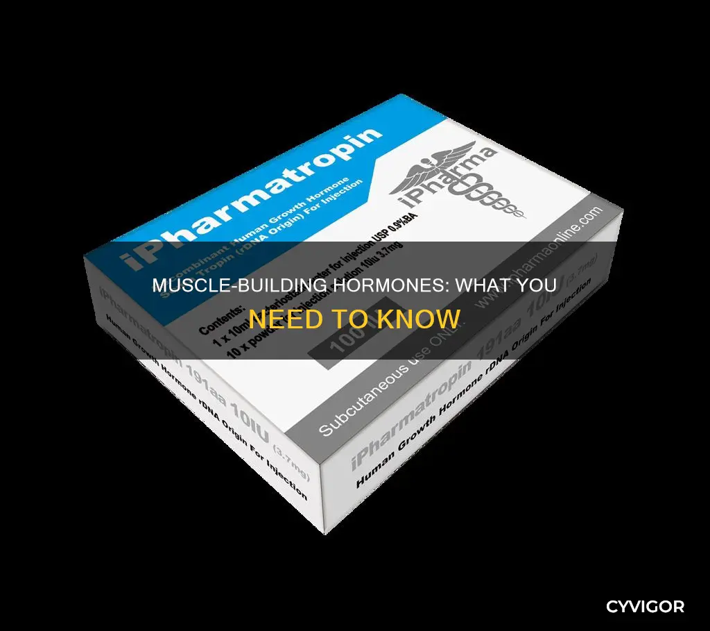 Muscle-Building Hormones: What You Need To Know | CyVigor