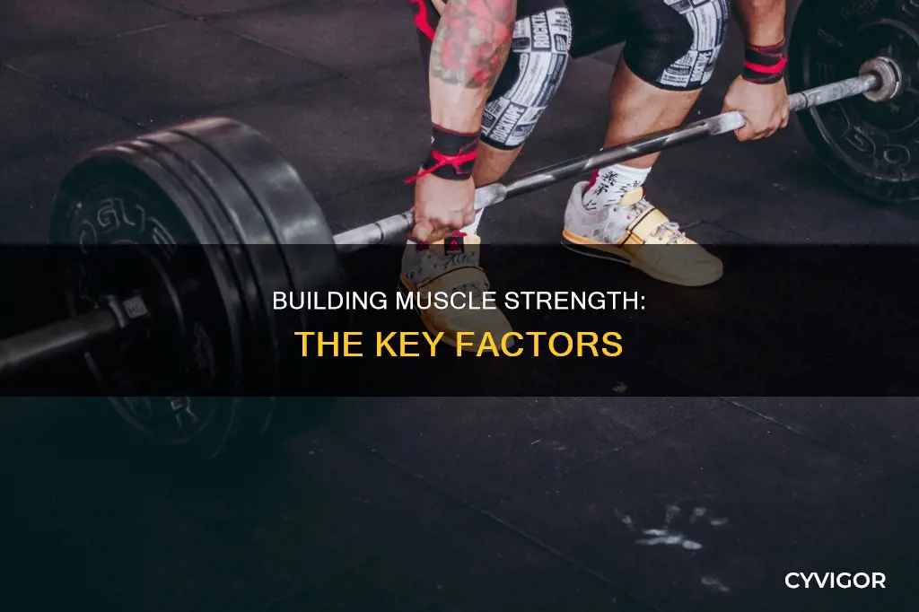 Building Muscle Strength: The Key Factors | CyVigor