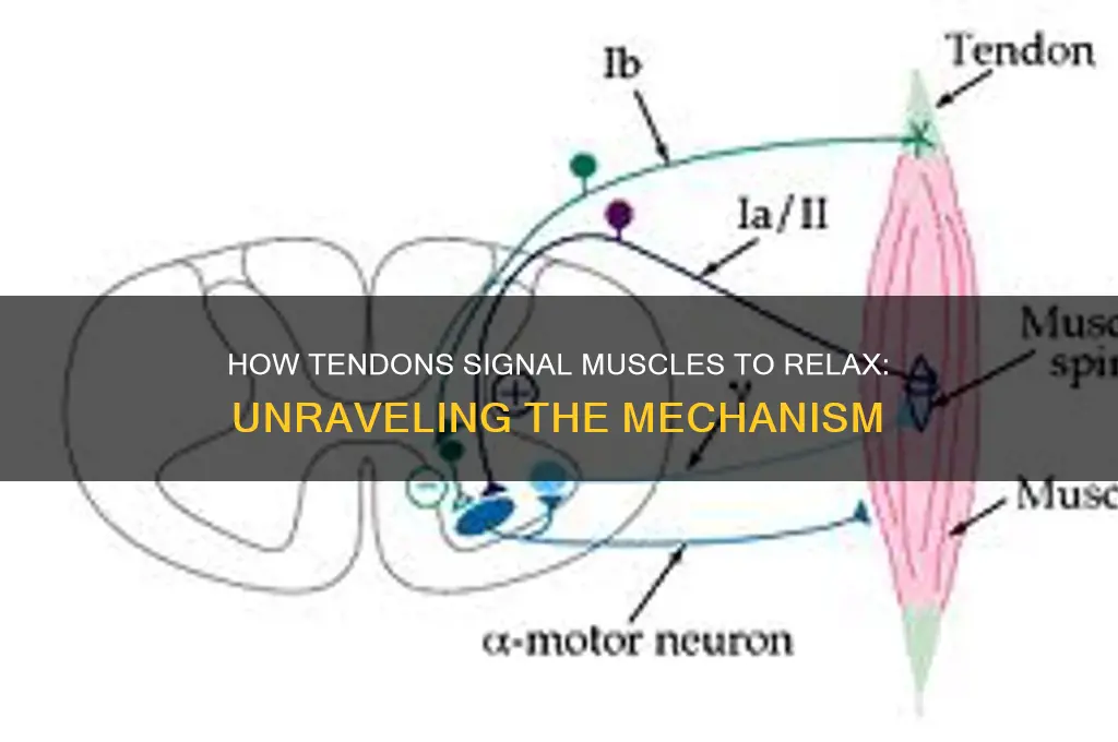 How Tendons Signal Muscles To Relax: Unraveling The Mechanism | CyVigor