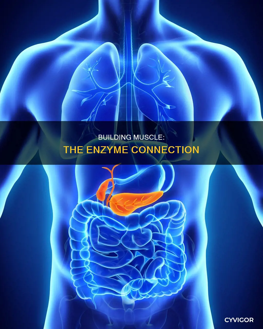Building Muscle: The Enzyme Connection | CyVigor