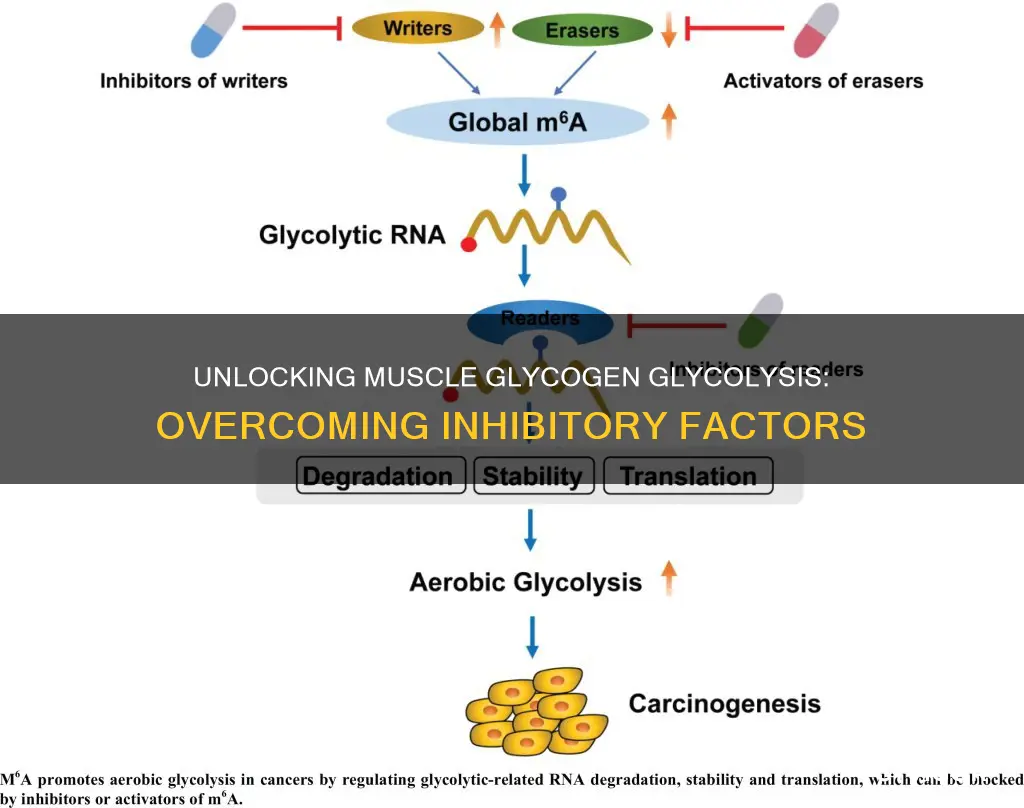 Unlocking Muscle Glycogen Glycolysis: Overcoming Inhibitory Factors ...