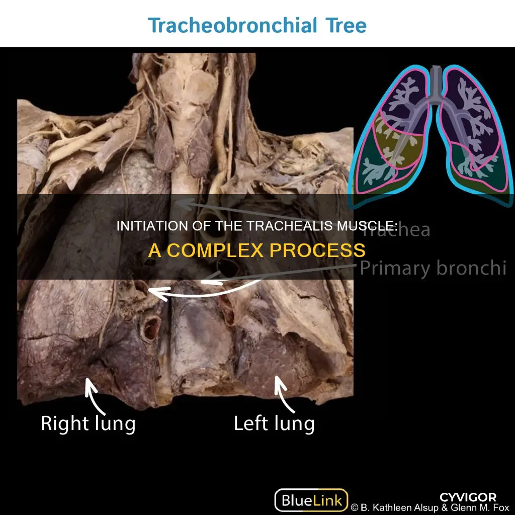 Initiation Of The Trachealis Muscle: A Complex Process | CyVigor