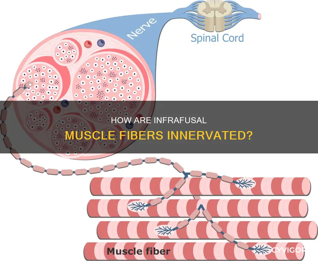 How Are Infrafusal Muscle Fibers Innervated? | CyVigor
