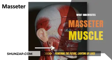 Temporalis Muscle: Innervation And Function Explained | CyVigor