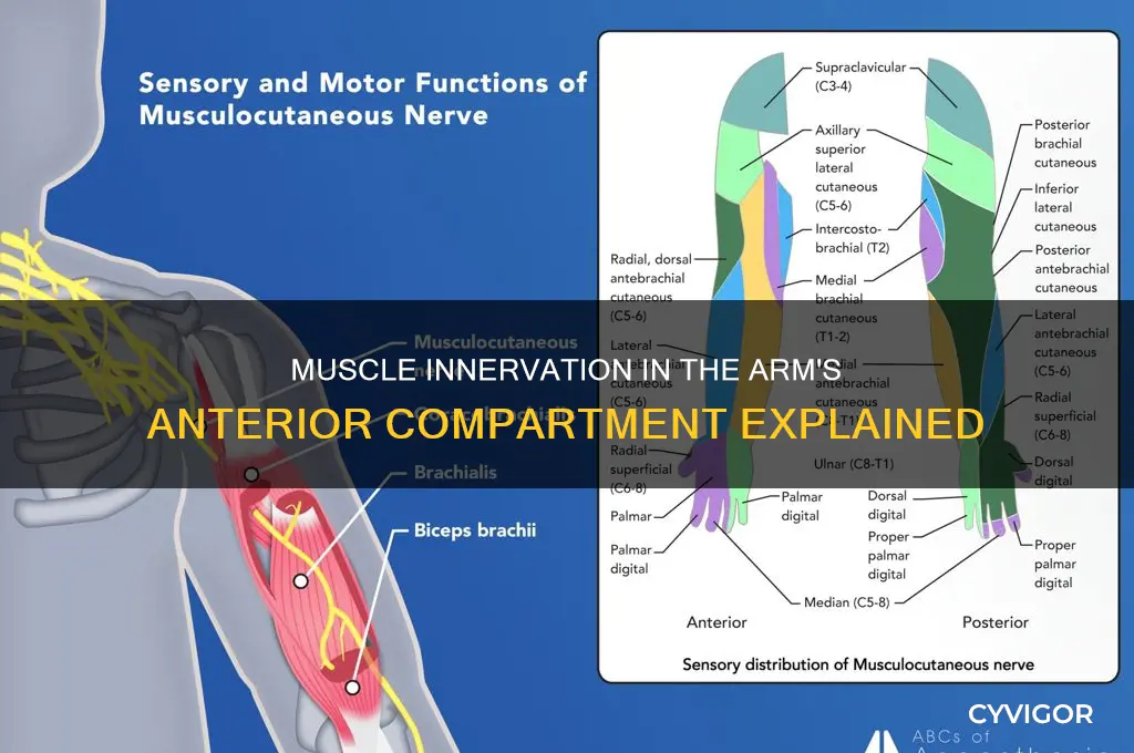 Muscle Innervation In The Arm's Anterior Compartment Explained | CyVigor