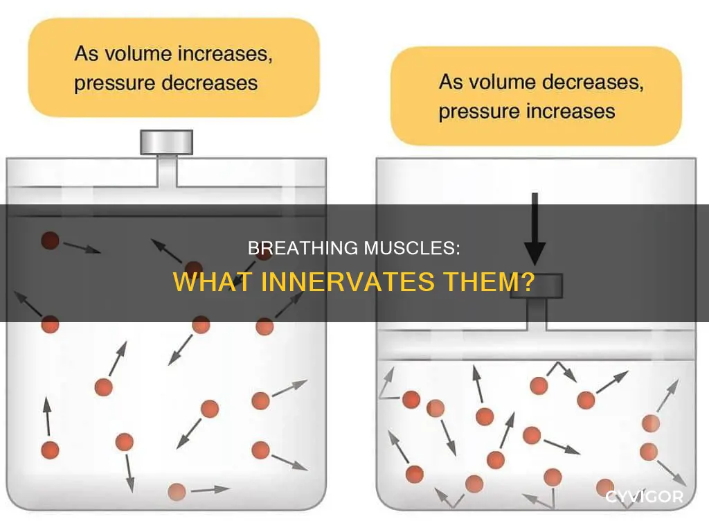 Breathing Muscles: What Innervates Them? | CyVigor