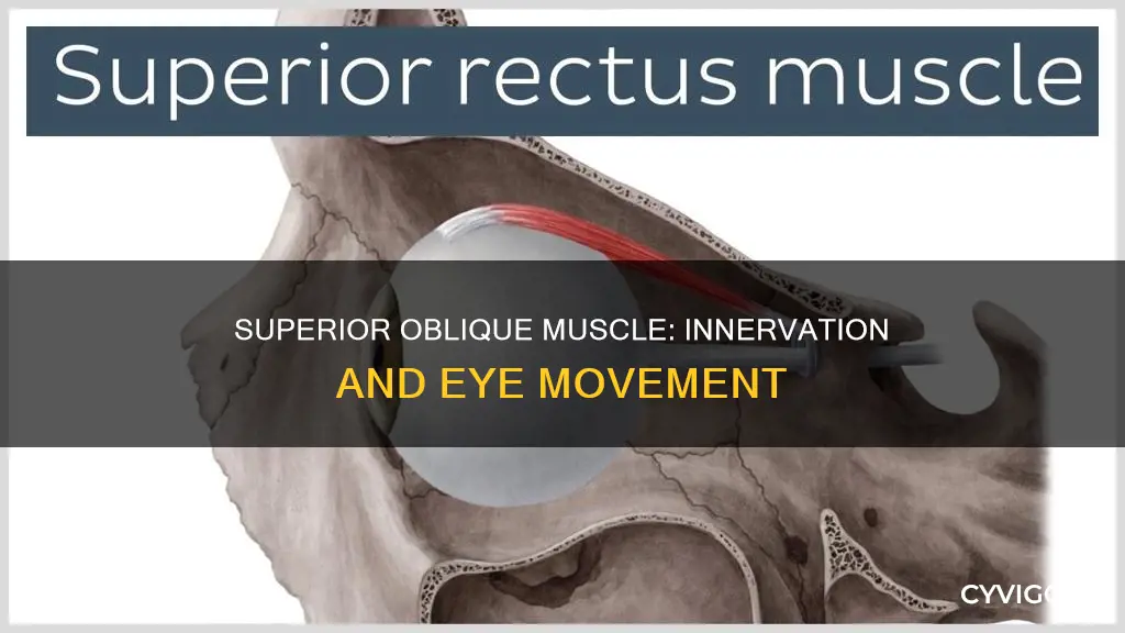 Superior Oblique Muscle: Innervation And Eye Movement | CyVigor