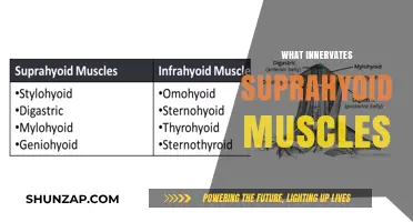 Iliacus Muscle: Innervation And Function | CyVigor