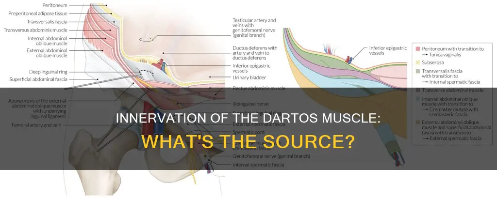 Innervation Of The Dartos Muscle: What's The Source? | CyVigor