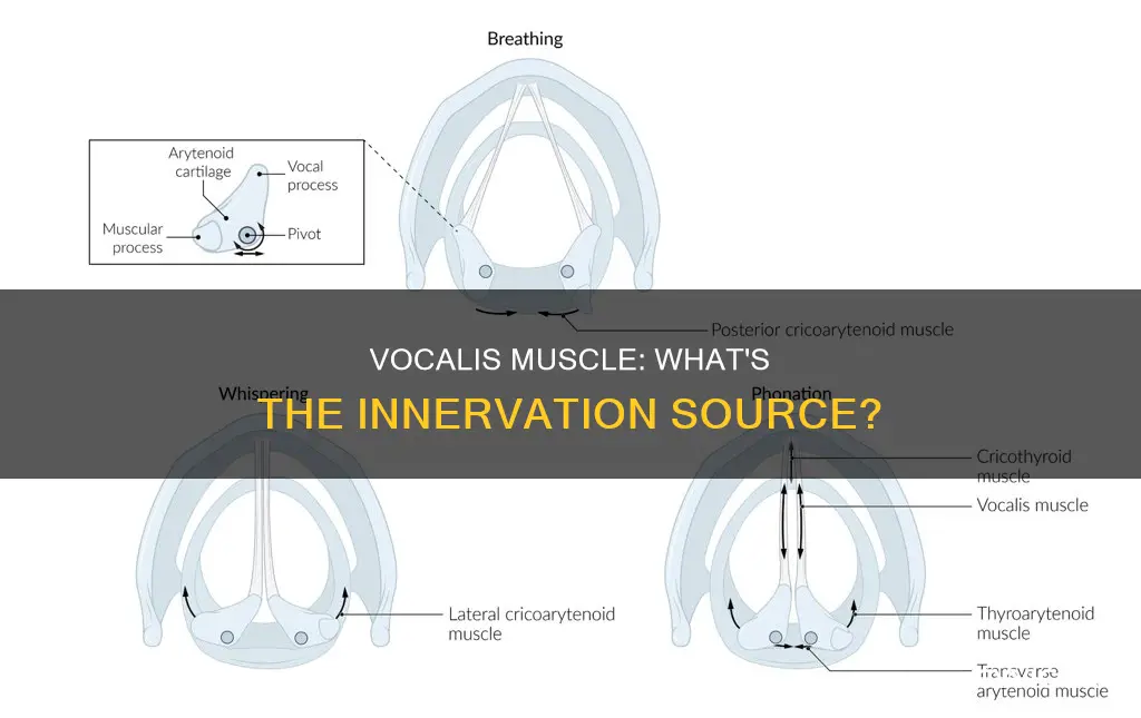 Vocalis Muscle: What's The Innervation Source? | CyVigor