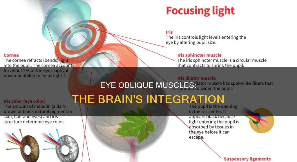 Eye Oblique Muscles: The Brain's Integration | CyVigor