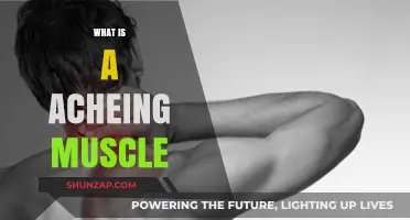 Understanding The Flank Muscle And Its Function | CyVigor