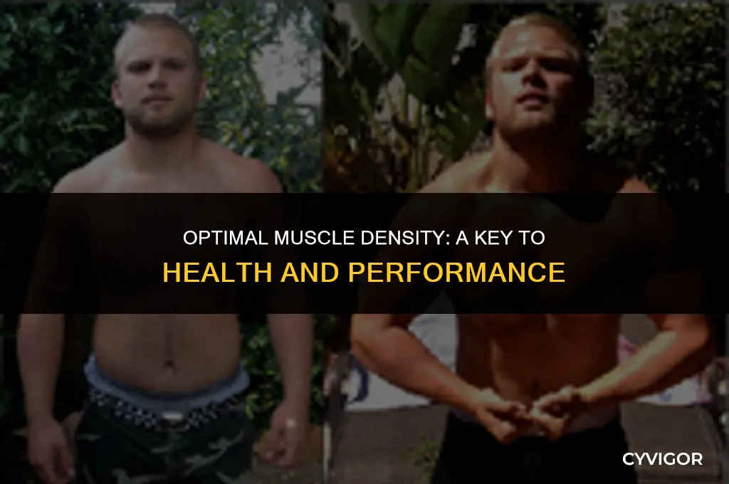 Optimal Muscle Density: A Key To Health And Performance | CyVigor