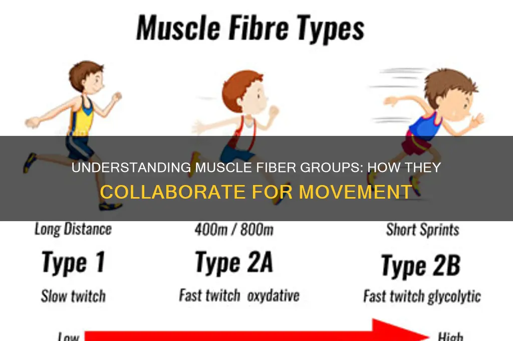 Understanding Muscle Fiber Groups: How They Collaborate For Movement ...