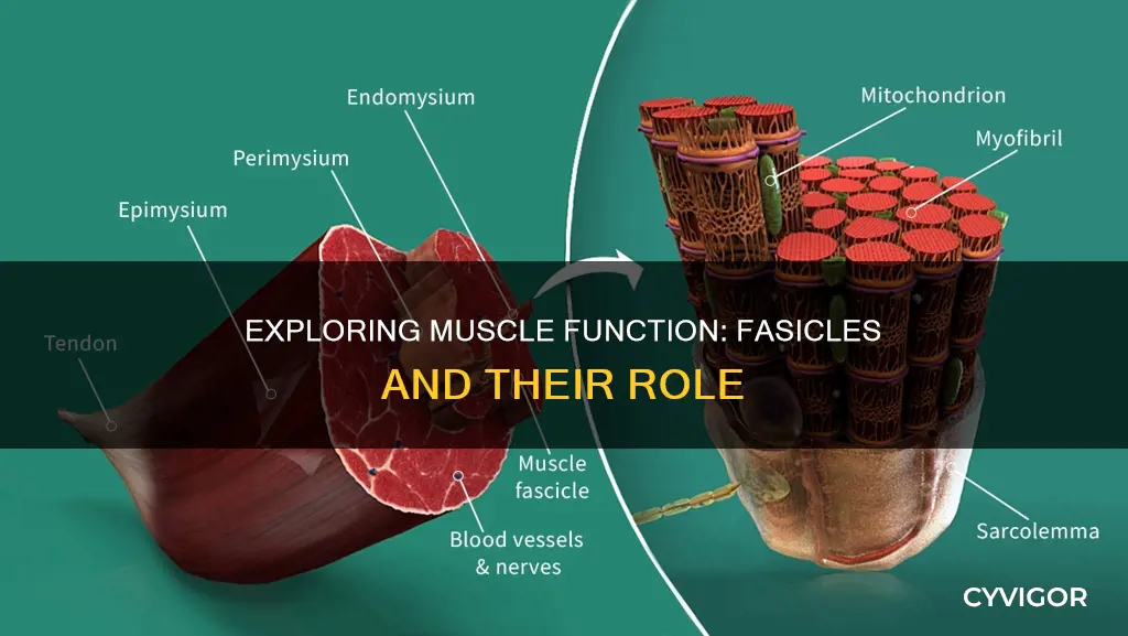 Exploring Muscle Function: Fasicles And Their Role | CyVigor
