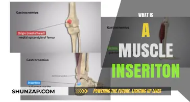 Understanding Muscle Origins: Where Muscles Begin | CyVigor