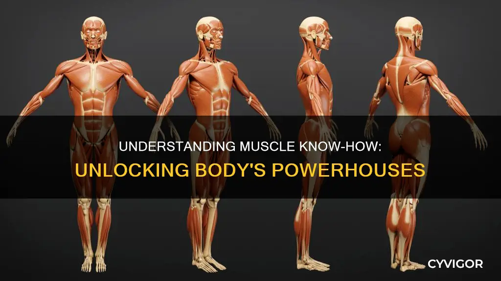 Understanding Muscle Know-How: Unlocking Body's Powerhouses | CyVigor