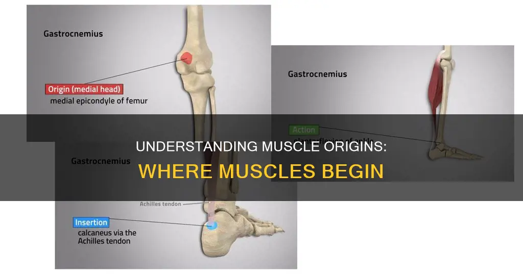 Understanding Muscle Origins: Where Muscles Begin | CyVigor