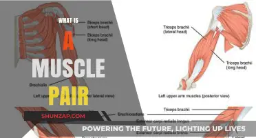 Understanding Muscle Origins: Where Muscles Begin | CyVigor