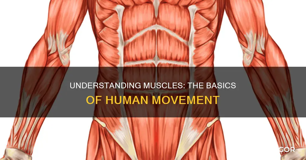 Understanding Muscles: The Basics Of Human Movement | CyVigor