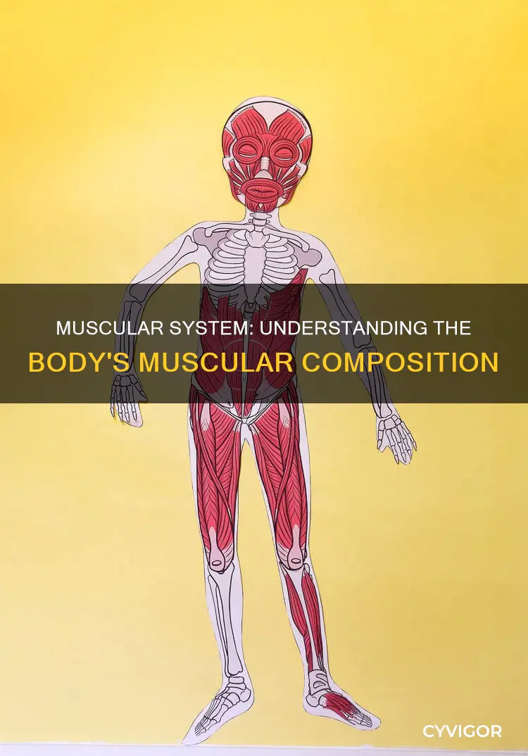 Muscular System: Understanding The Body's Muscular Composition | CyVigor