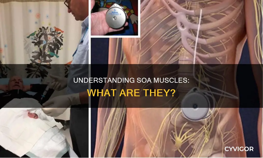 Understanding Soa Muscles: What Are They? | CyVigor