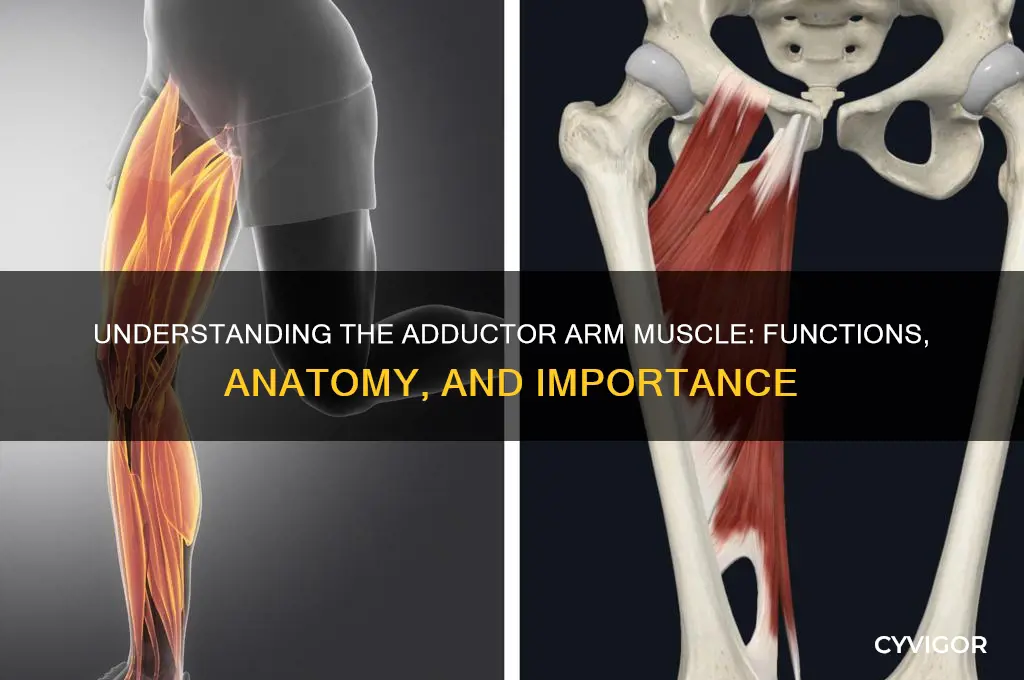 Understanding The Adductor Arm Muscle: Functions, Anatomy, And ...