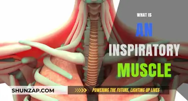 Accessory Muscles: What Are They And Why Do They Matter? | CyVigor