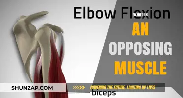 Flexor Muscles: Understanding Their Function And Role | CyVigor