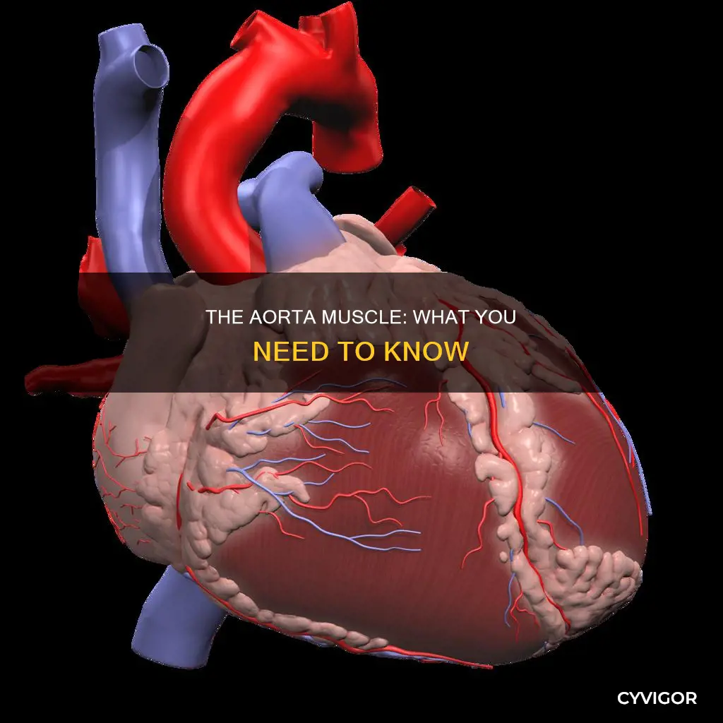 The Aorta Muscle: What You Need To Know | CyVigor