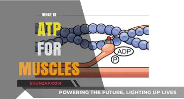 Understanding Antagonistic Muscles: The Basics | CyVigor
