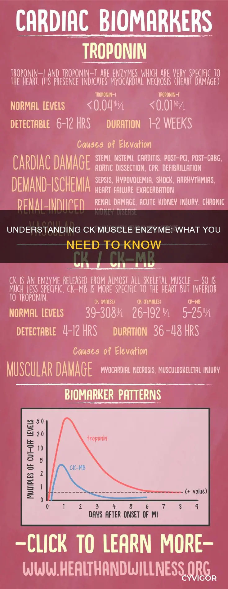 Understanding Ck Muscle Enzyme: What You Need To Know | CyVigor