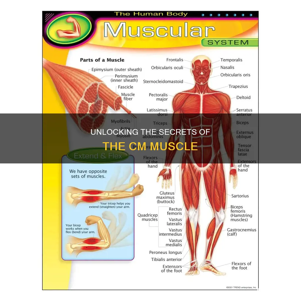 Unlocking The Secrets Of The Cm Muscle | CyVigor