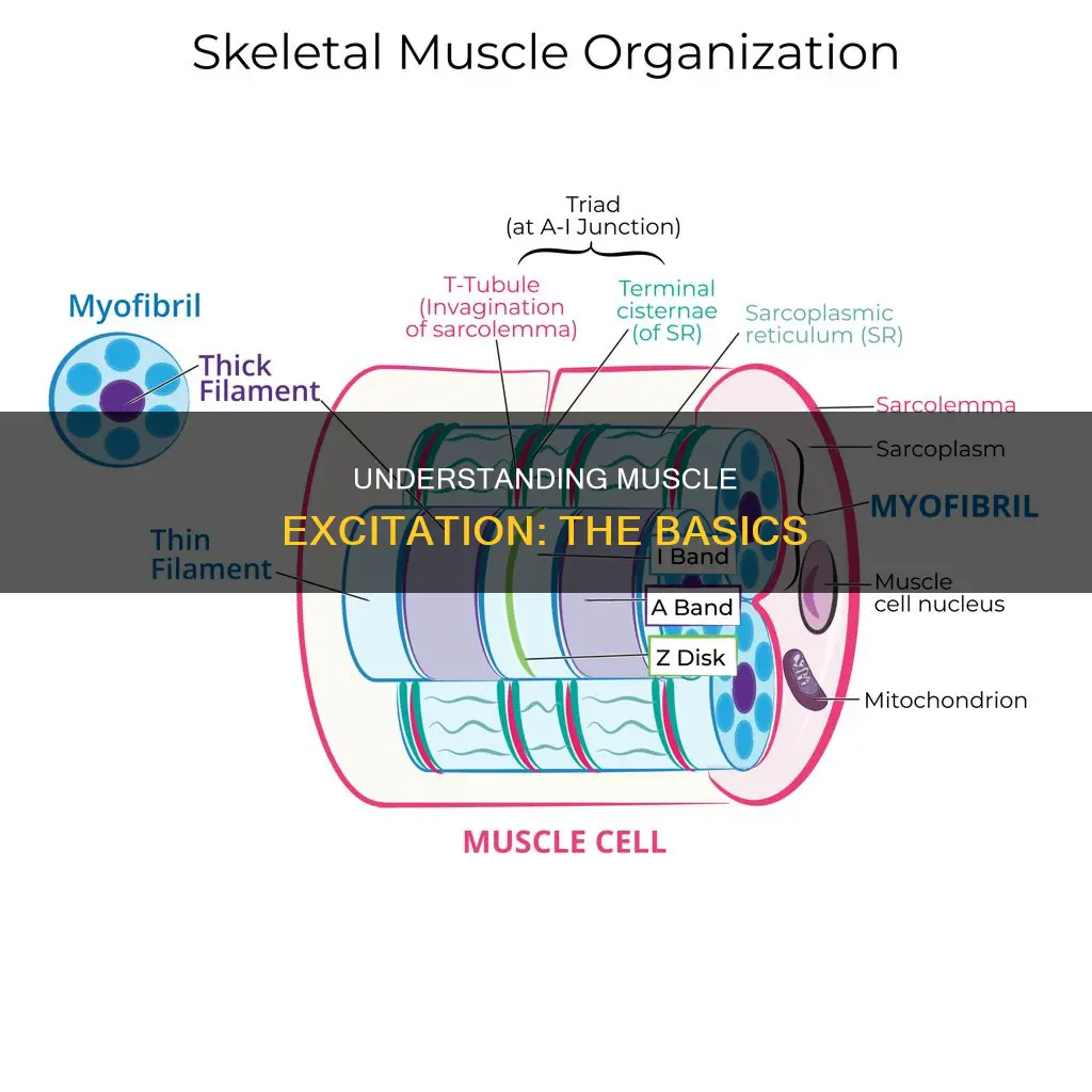 Understanding Muscle Excitation: The Basics | CyVigor