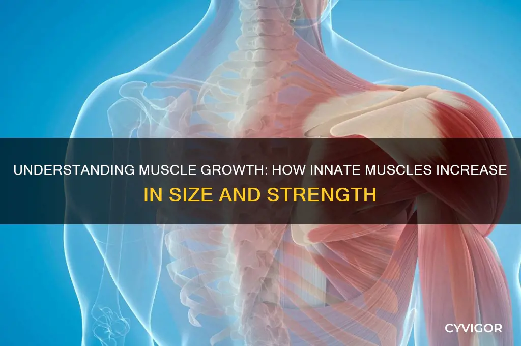 Understanding Muscle Growth: How Innate Muscles Increase In Size And ...