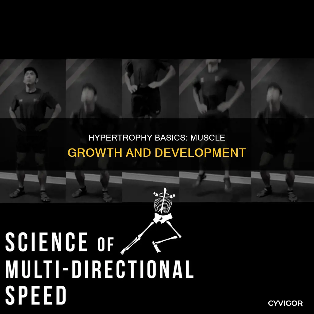 Hypertrophy Basics: Muscle Growth And Development | CyVigor