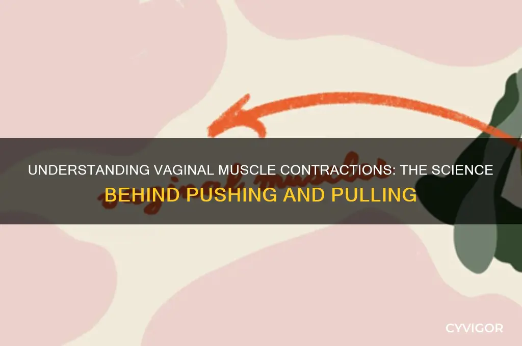 Understanding Vaginal Muscle Contractions: The Science Behind Pushing ...