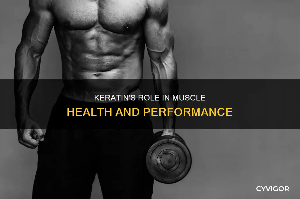 Keratin's Role In Muscle Health And Performance | CyVigor