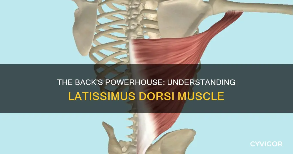 The Back's Powerhouse: Understanding Latissimus Dorsi Muscle | CyVigor