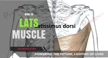The Lateral Rectus Muscle: Eye's Abductor Explained | CyVigor