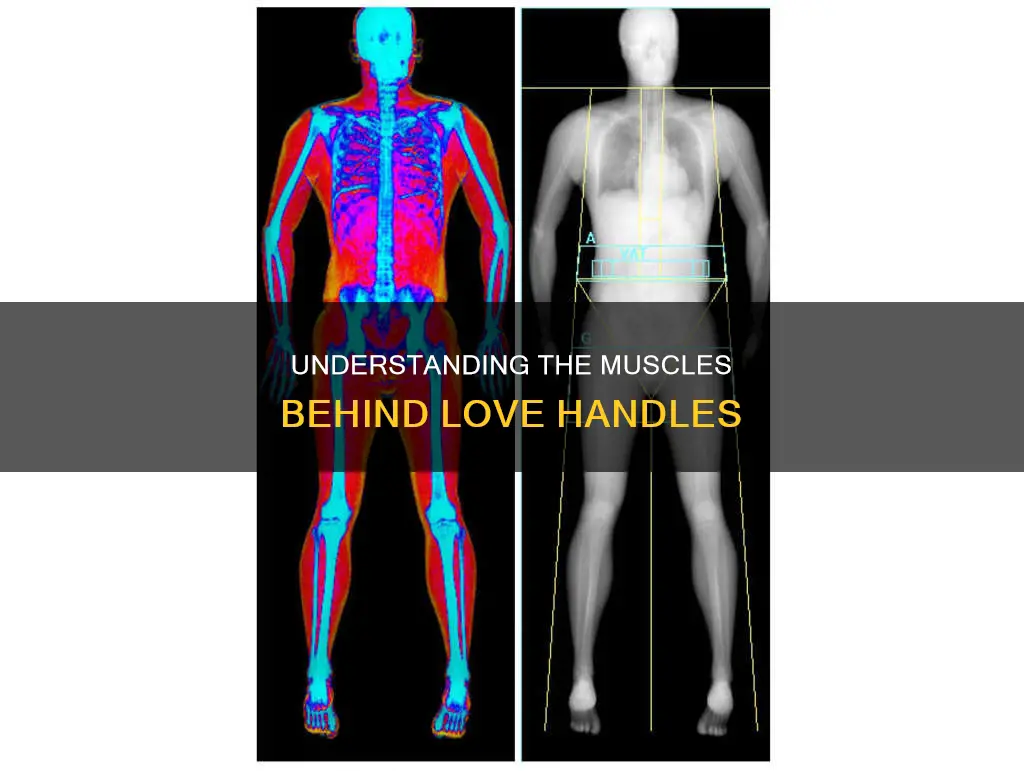 Understanding The Muscles Behind Love Handles | CyVigor