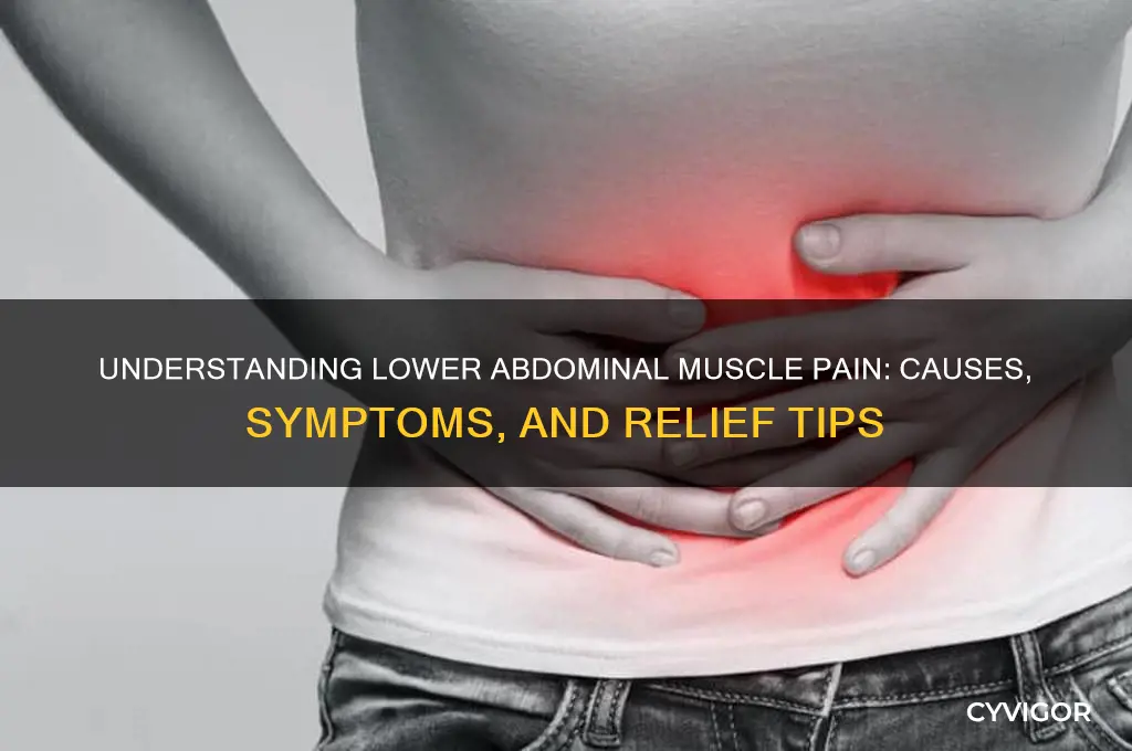 Understanding Lower Abdominal Muscle Pain: Causes, Symptoms, And Relief ...