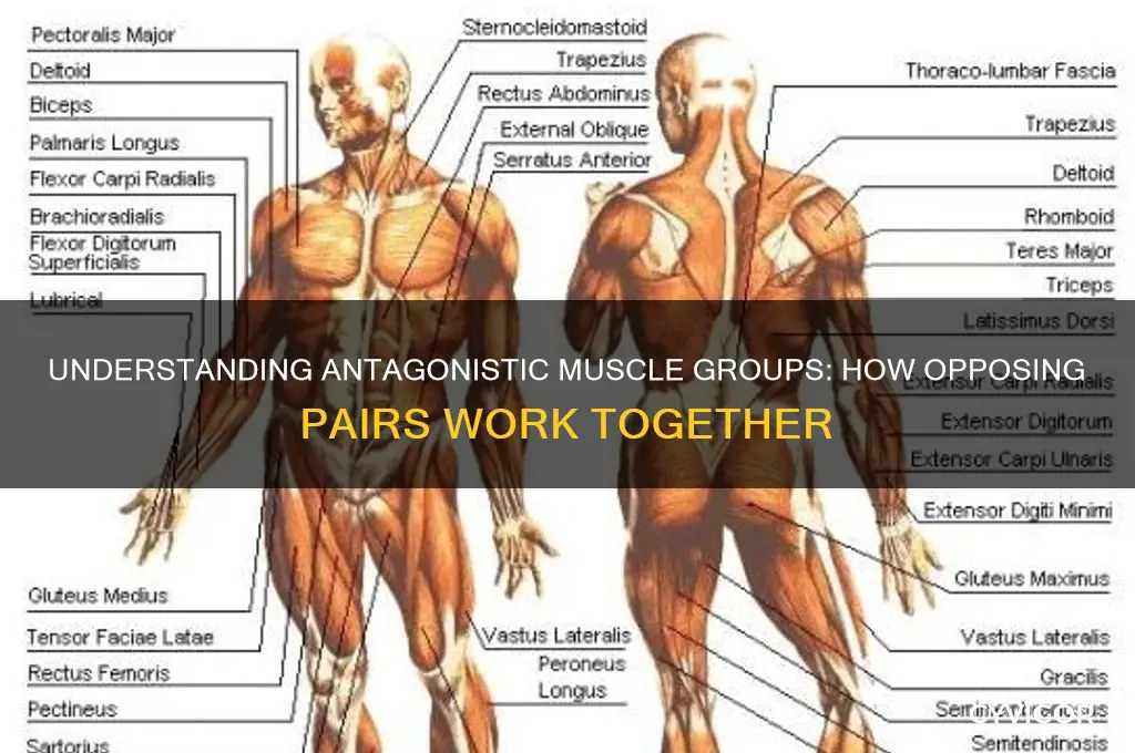 Understanding Antagonistic Muscle Groups: How Opposing Pairs Work ...